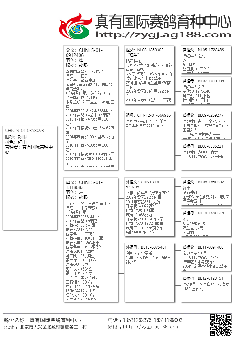 信鸽在线拍卖平台 - 中国信鸽信息网