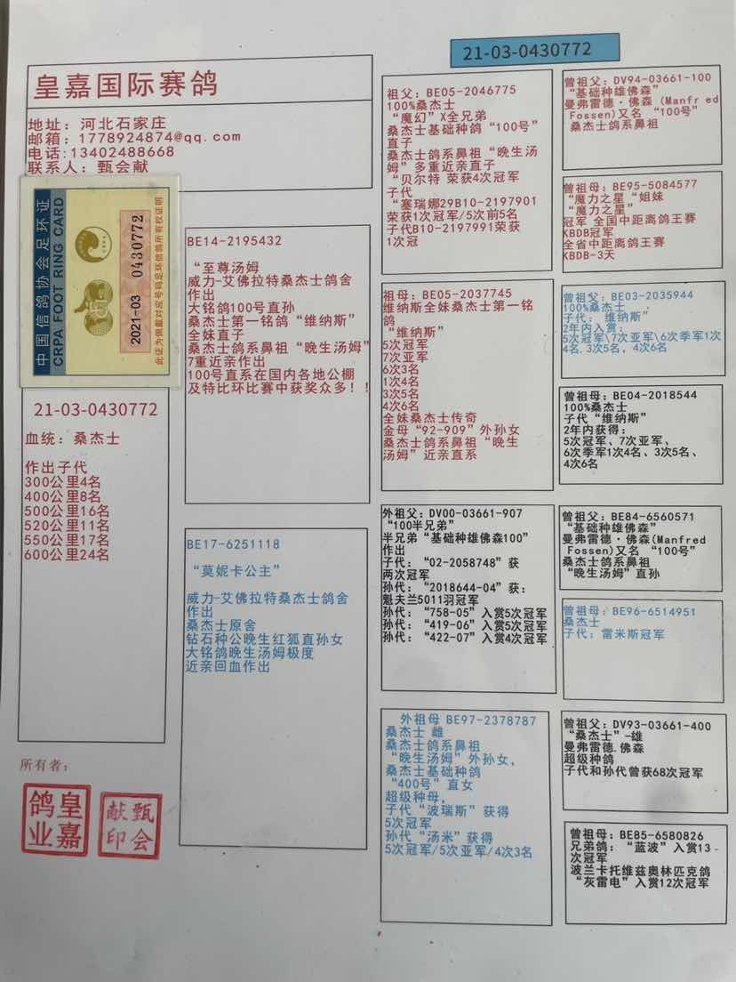 信鸽在线拍卖平台 - 中国信鸽信息网