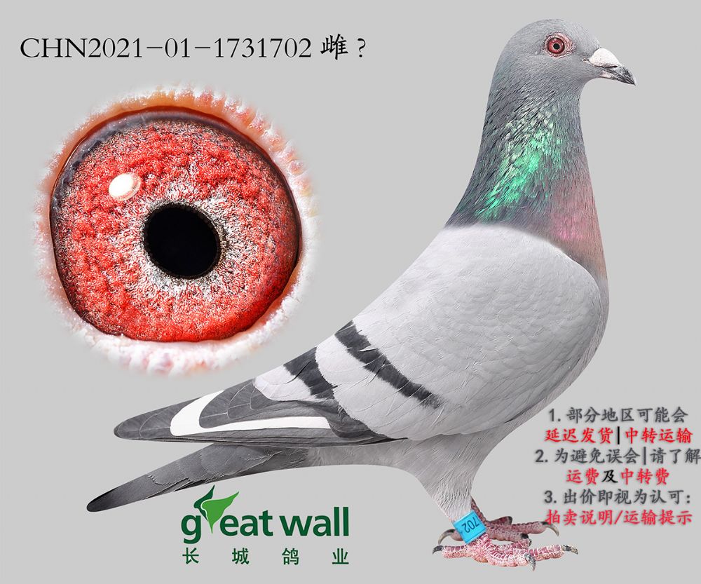 信鸽在线拍卖平台 - 中国信鸽信息网