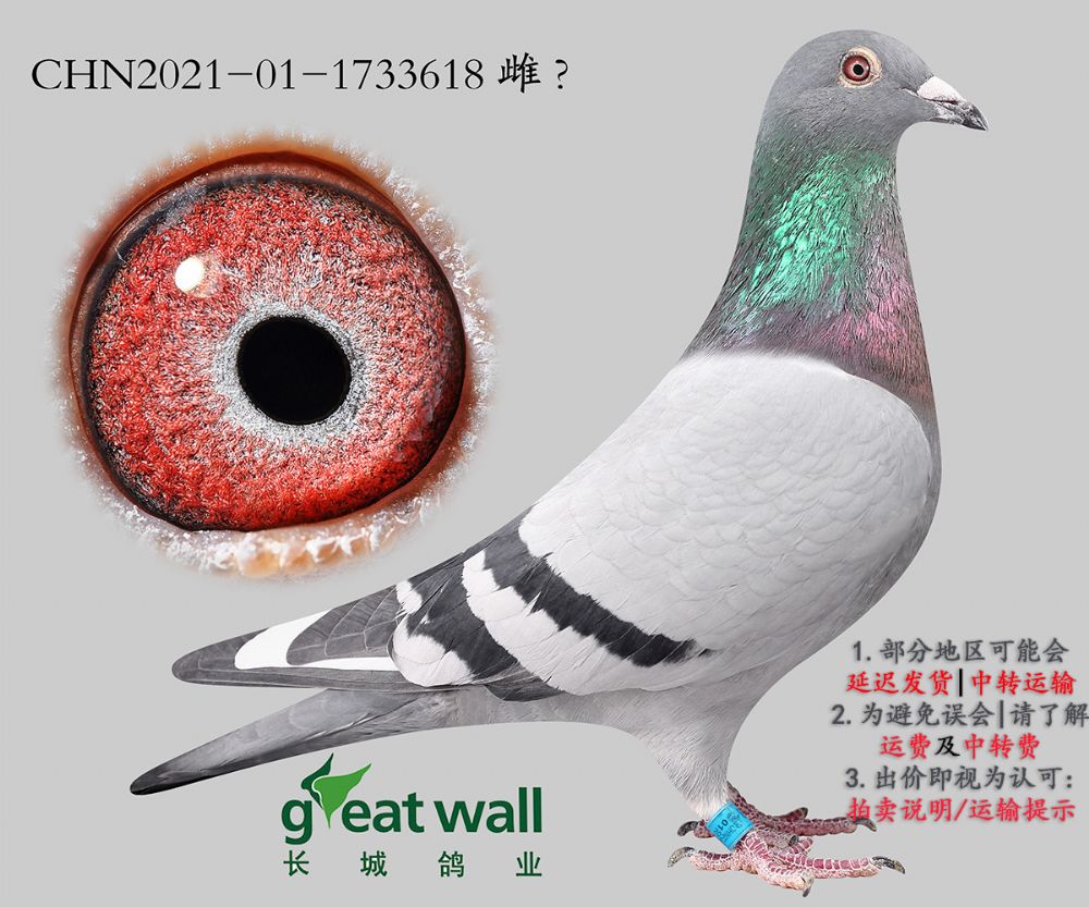 信鸽在线拍卖平台 - 中国信鸽信息网