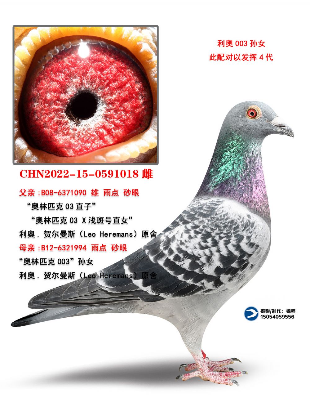 信鸽在线拍卖平台 - 中国信鸽信息网