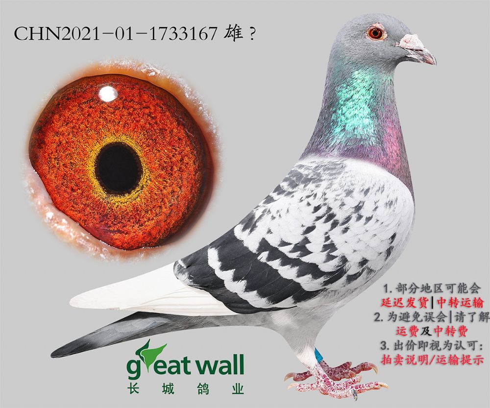 信鸽在线拍卖平台 - 中国信鸽信息网