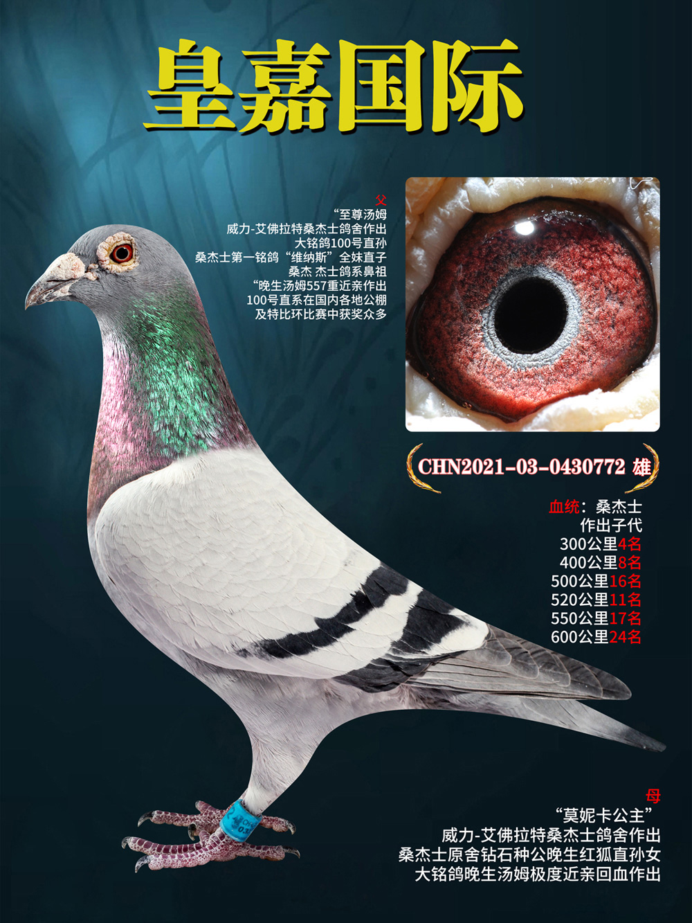 信鸽在线拍卖平台 - 中国信鸽信息网