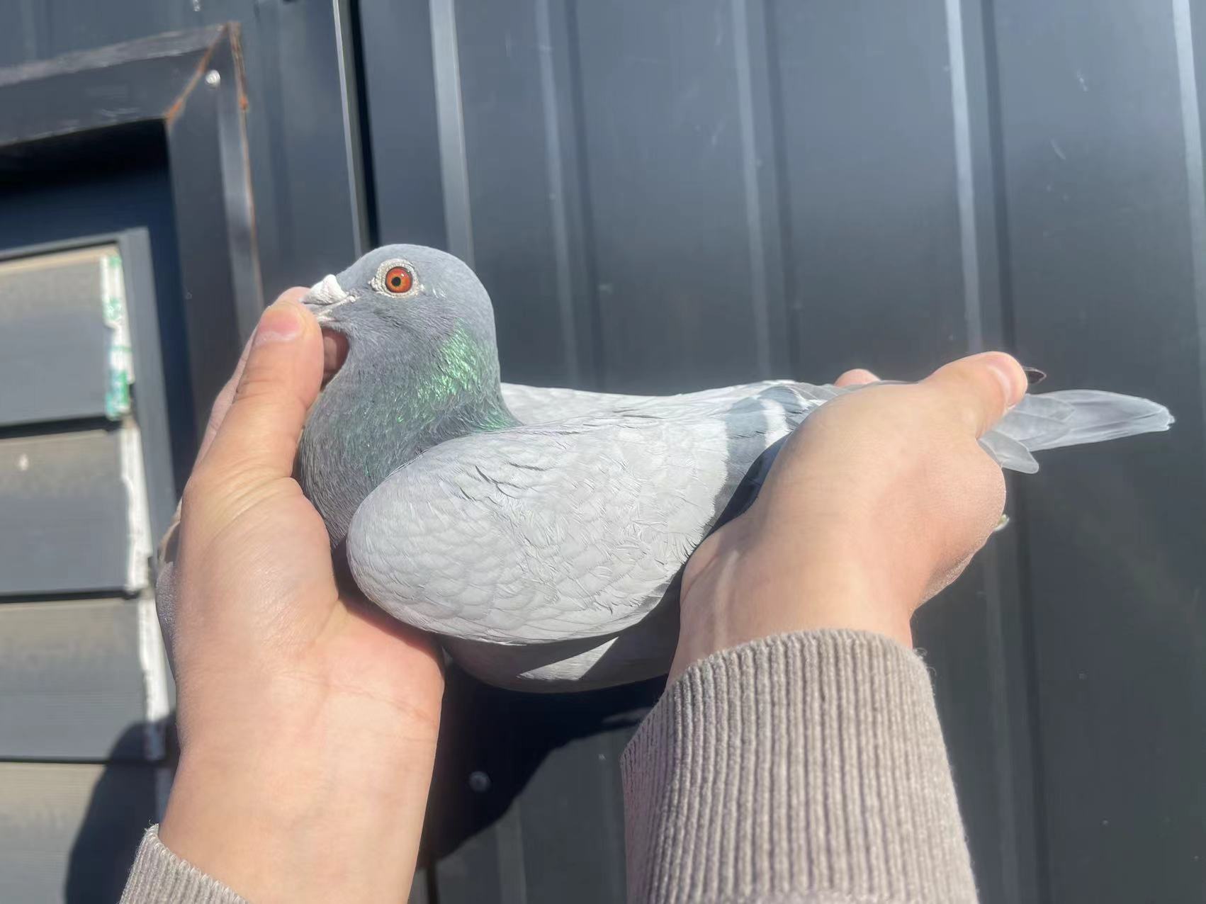 信鸽在线拍卖平台 - 中国信鸽信息网