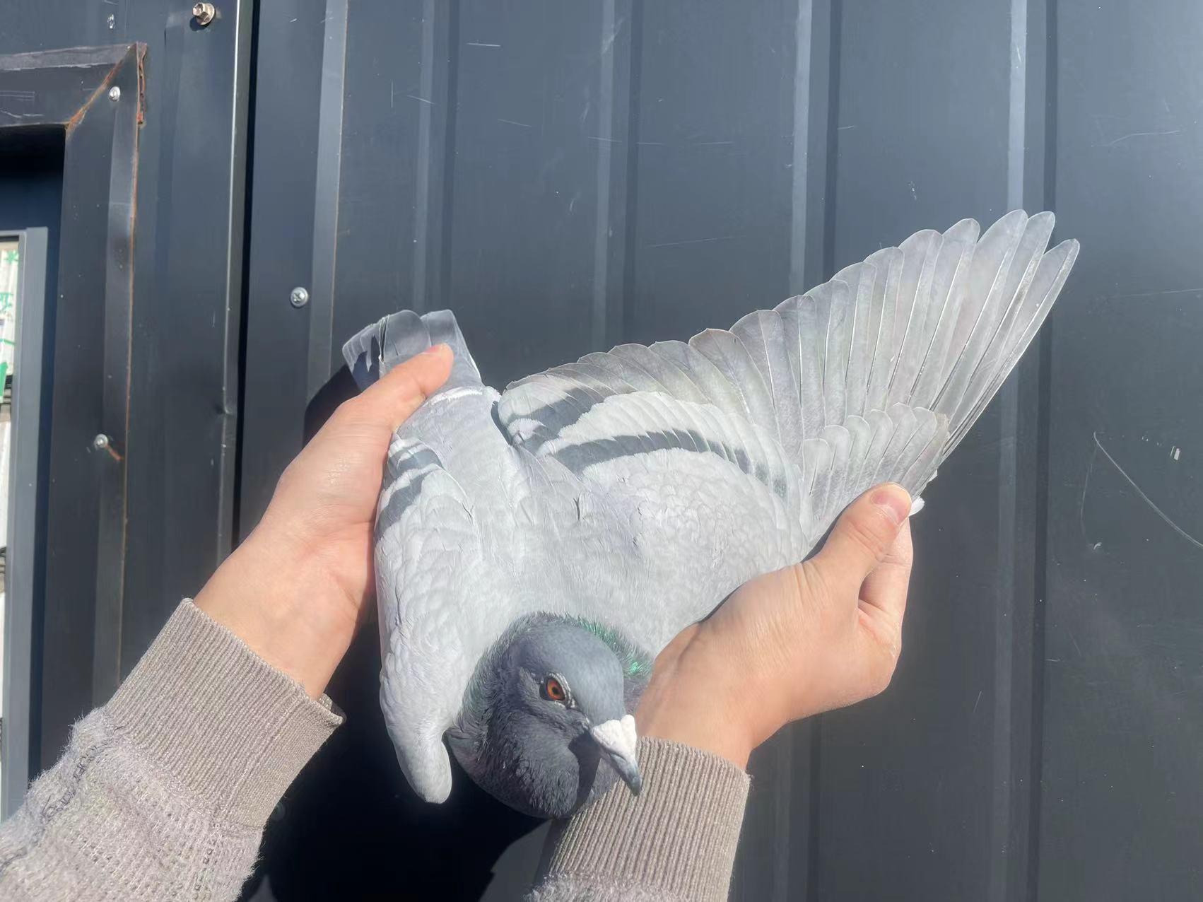 信鸽在线拍卖平台 - 中国信鸽信息网