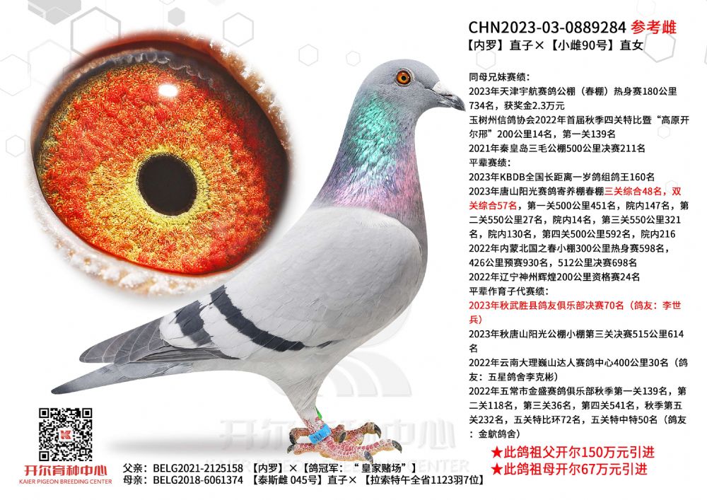 信鸽在线拍卖平台 - 中国信鸽信息网