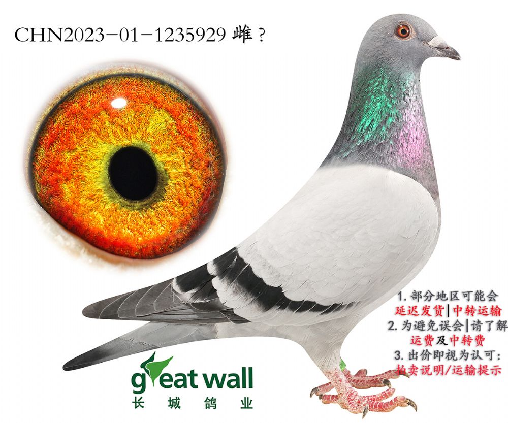 信鸽在线拍卖平台 - 中国信鸽信息网