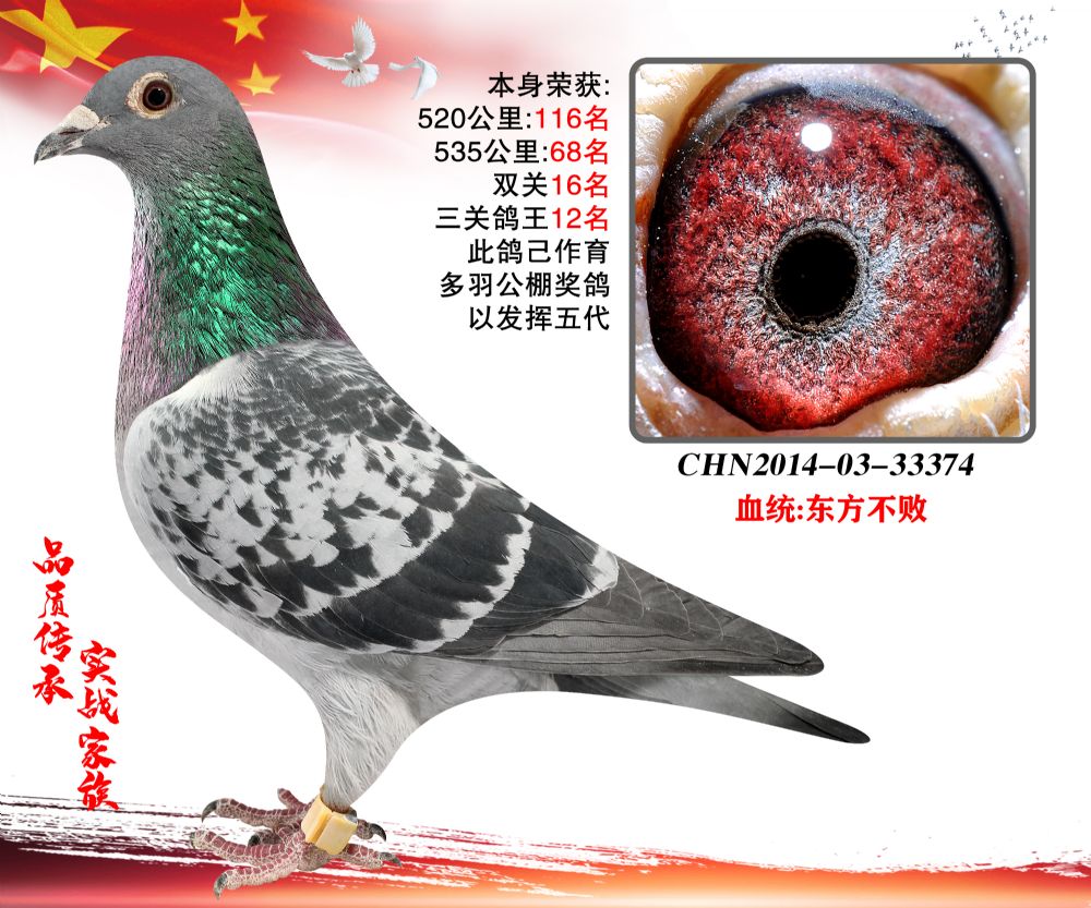 信鸽在线拍卖平台 - 中国信鸽信息网
