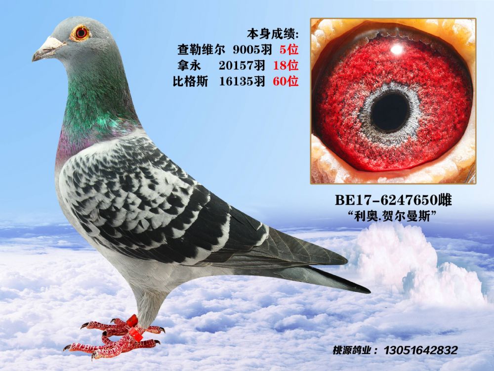 信鸽在线拍卖平台 - 中国信鸽信息网