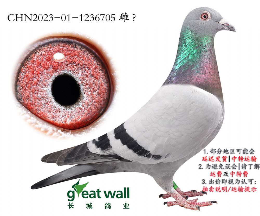 信鸽在线拍卖平台 - 中国信鸽信息网