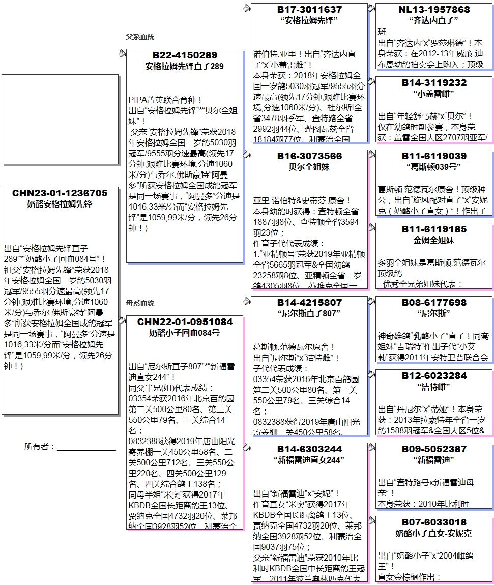 信鸽在线拍卖平台 - 中国信鸽信息网