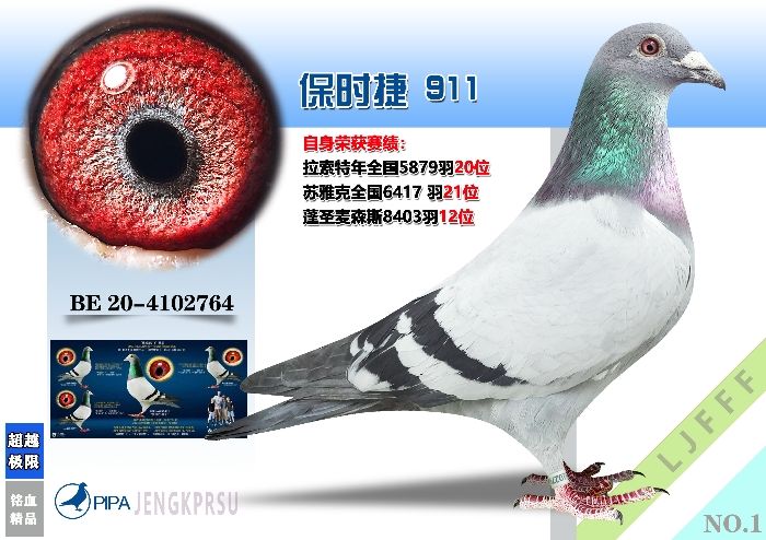 信鸽在线拍卖平台 - 中国信鸽信息网