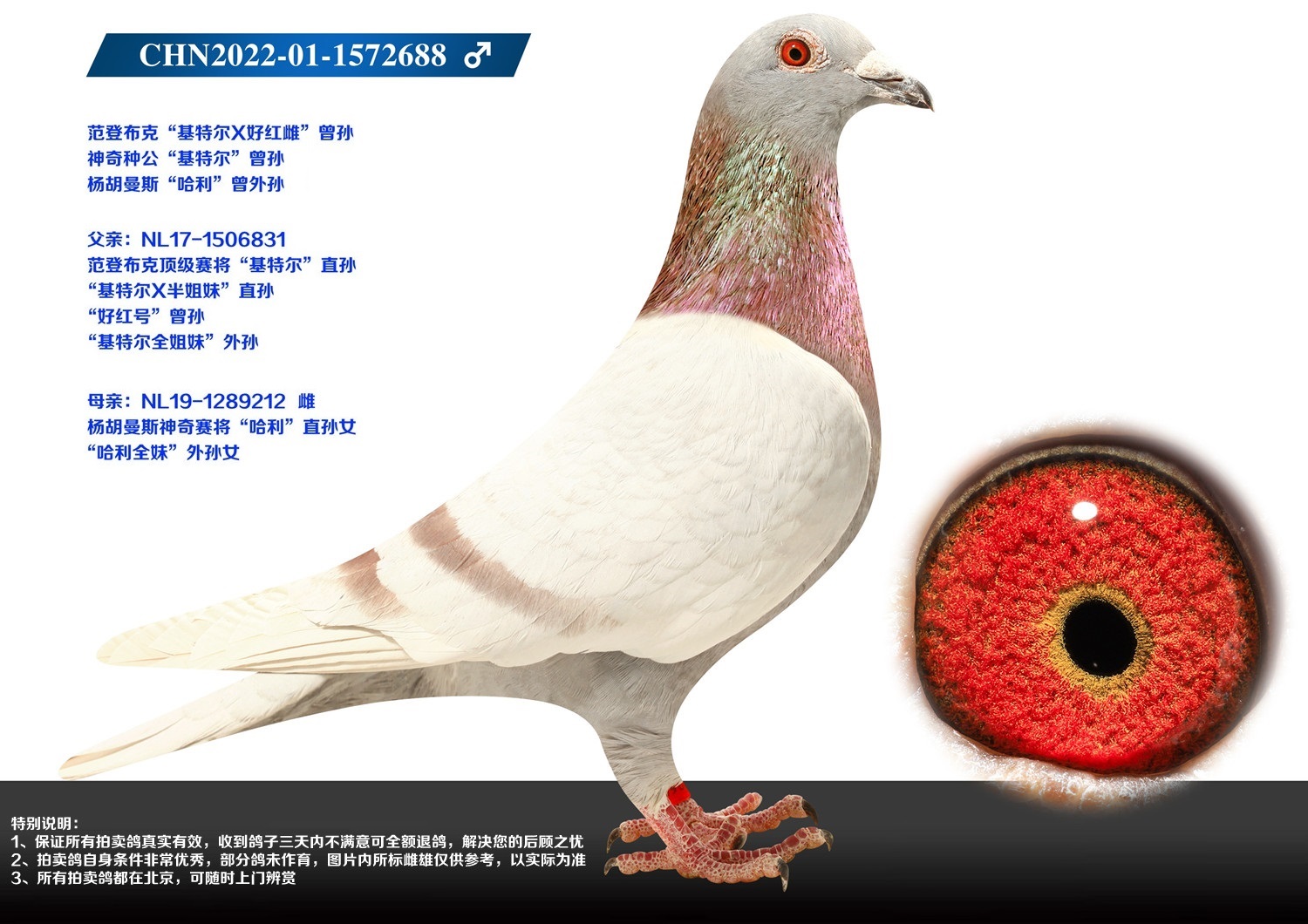 信鸽在线拍卖平台 - 中国信鸽信息网