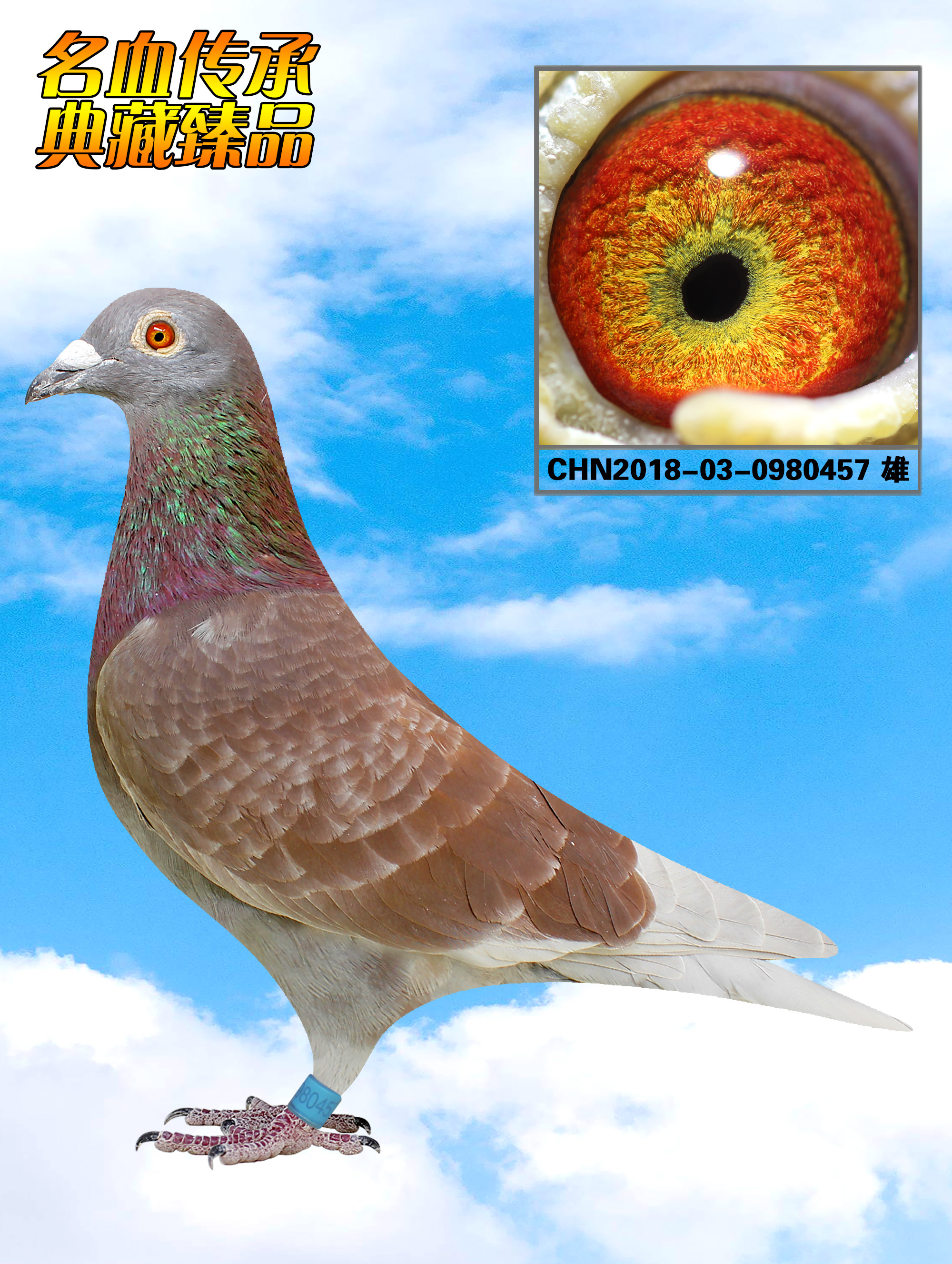 信鸽在线拍卖平台 - 中国信鸽信息网