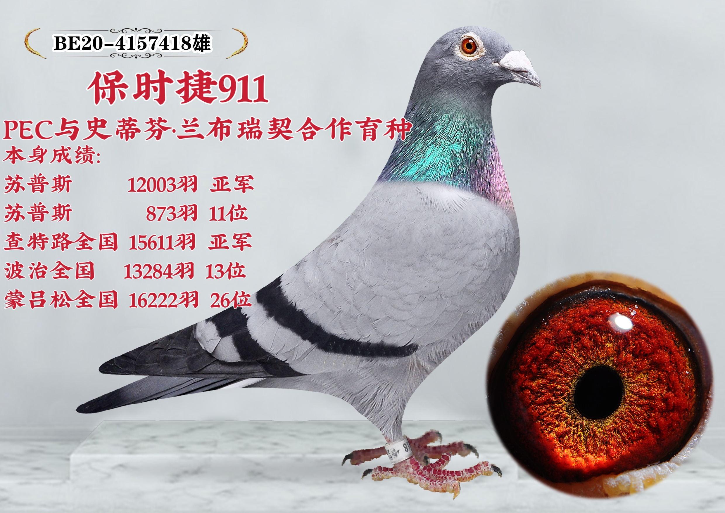 信鸽在线拍卖平台 - 中国信鸽信息网