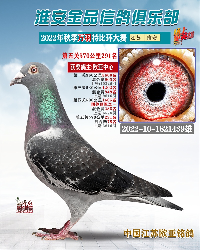 信鸽在线拍卖平台 - 中国信鸽信息网