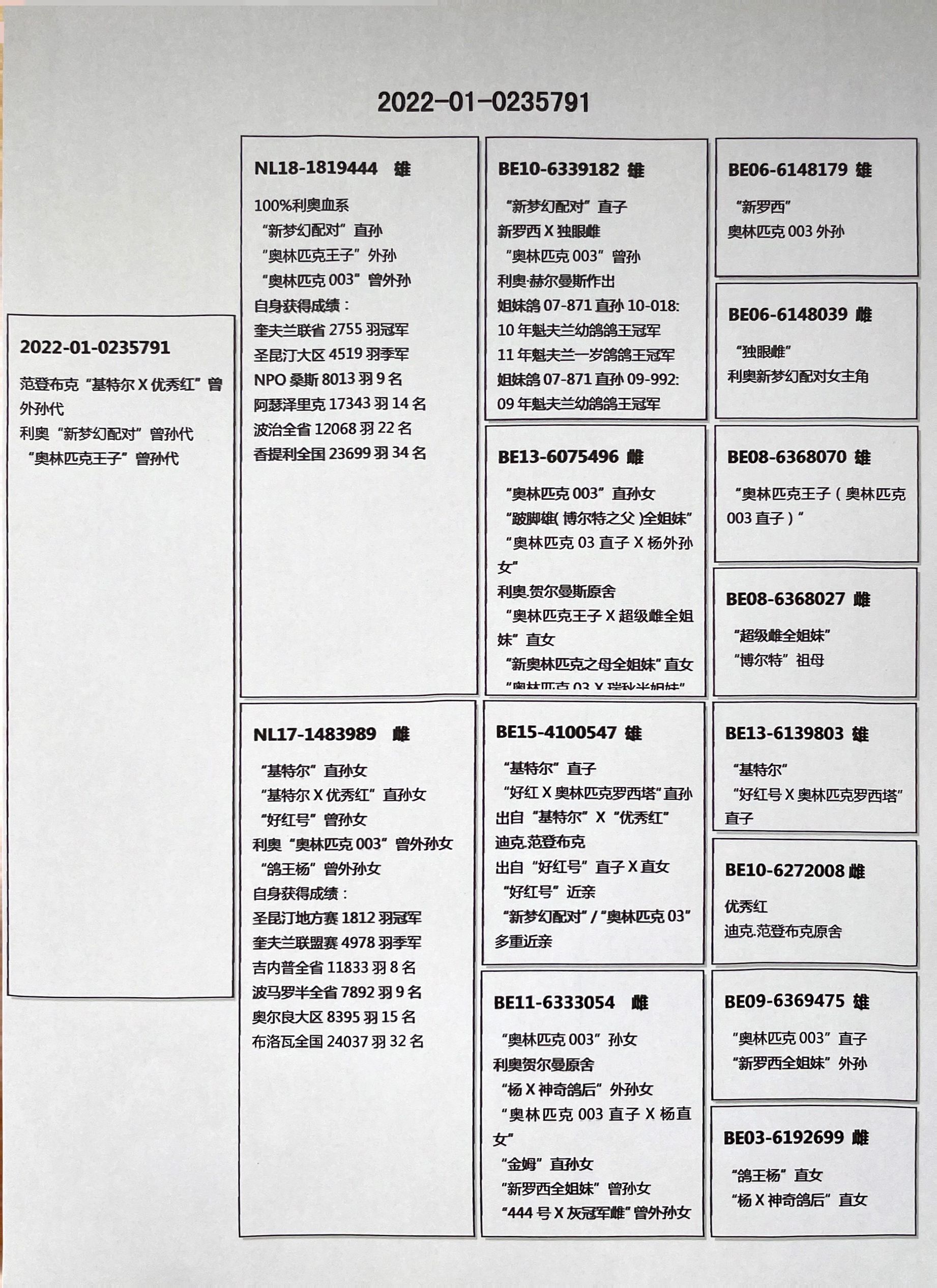 信鸽在线拍卖平台 - 中国信鸽信息网