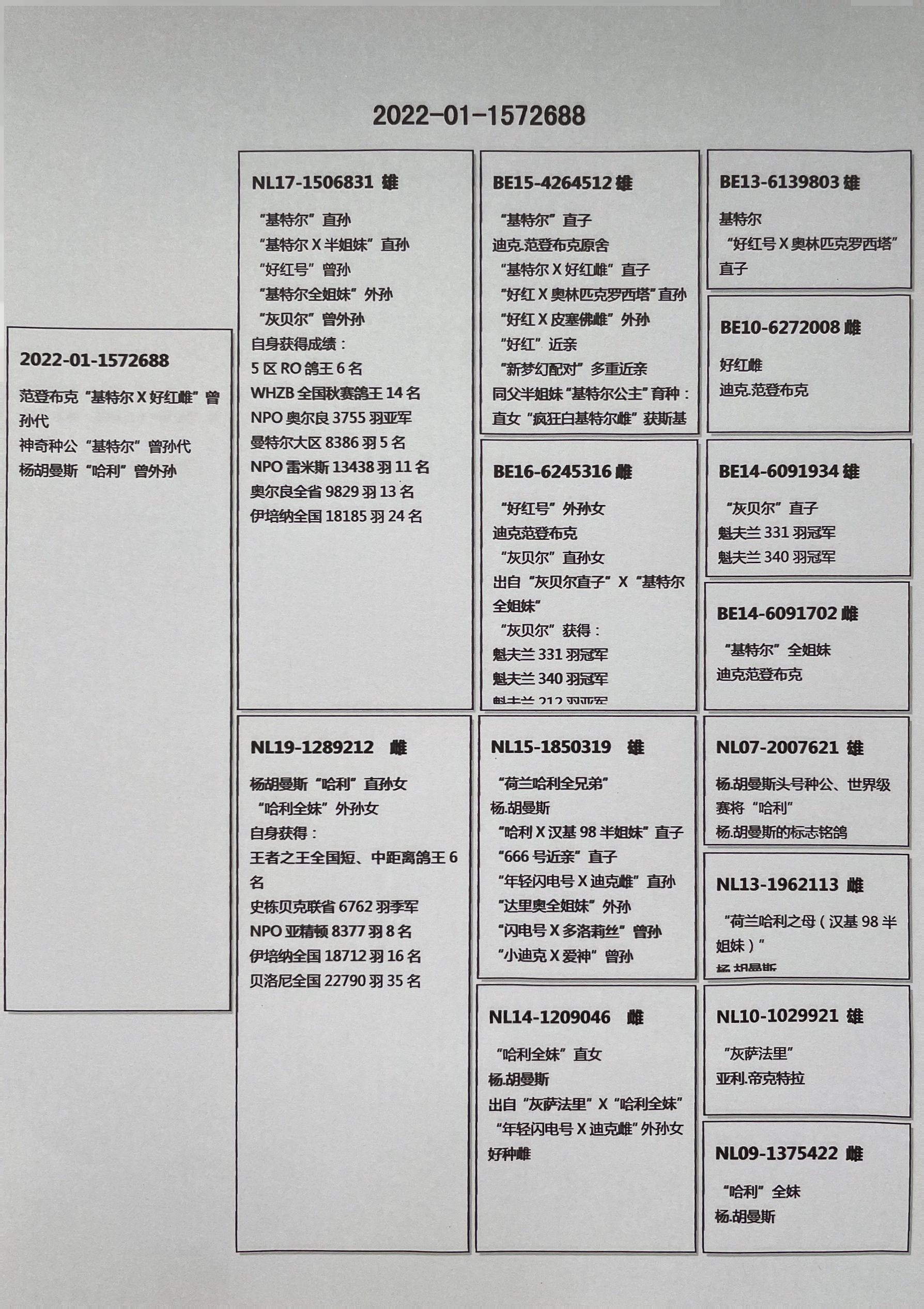信鸽在线拍卖平台 - 中国信鸽信息网