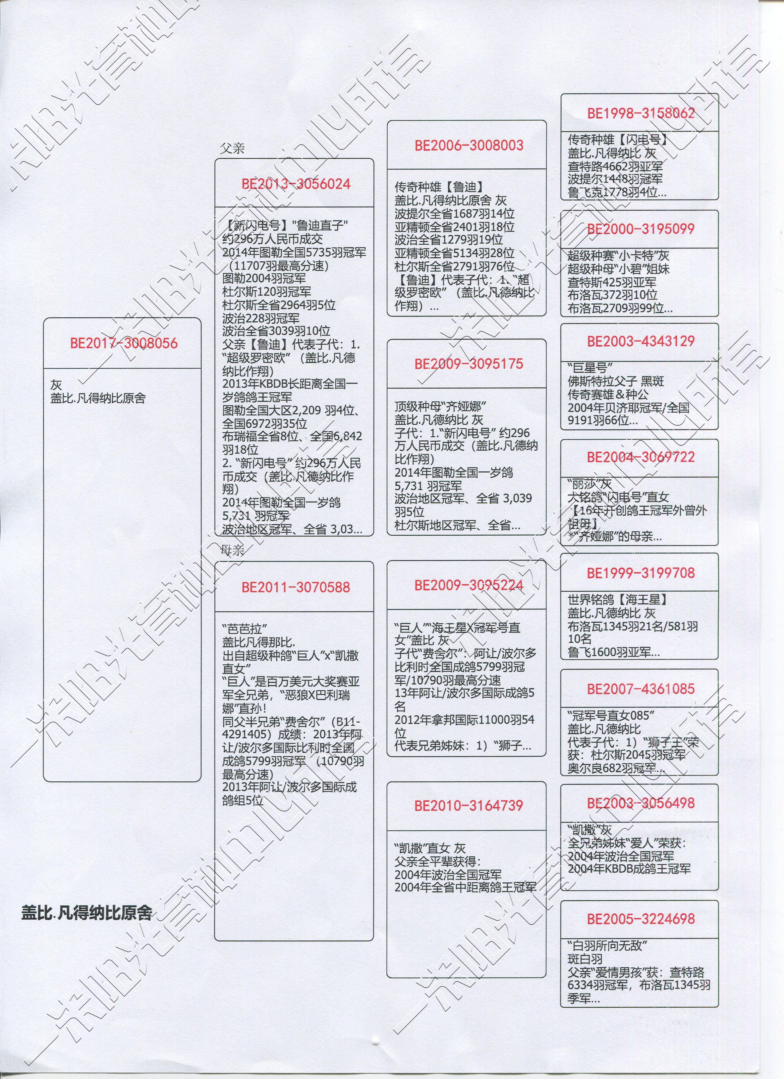 信鸽在线拍卖平台 - 中国信鸽信息网