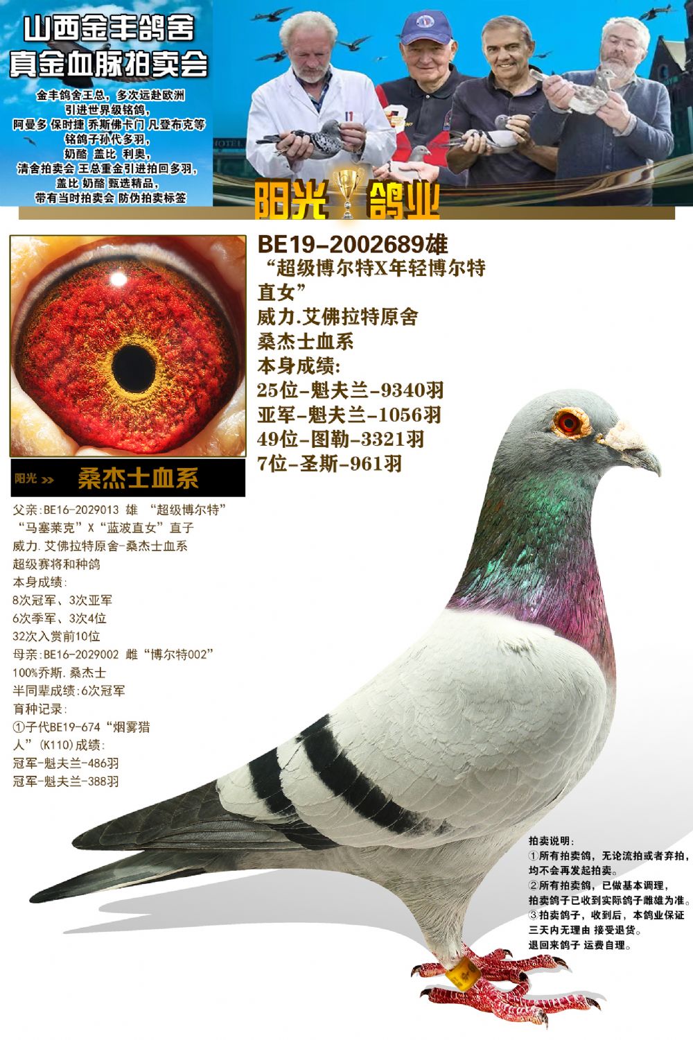 信鸽在线拍卖平台 - 中国信鸽信息网