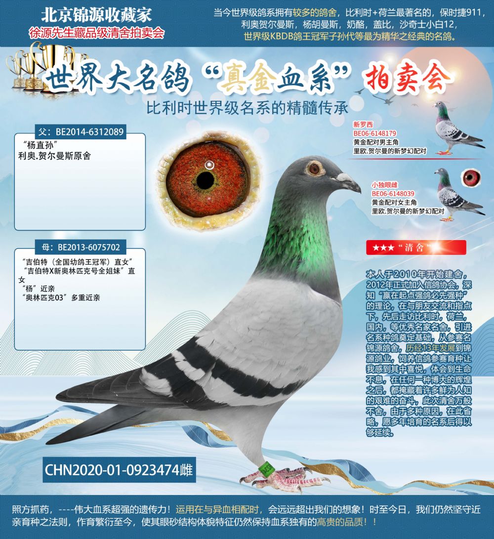 信鸽在线拍卖平台 - 中国信鸽信息网