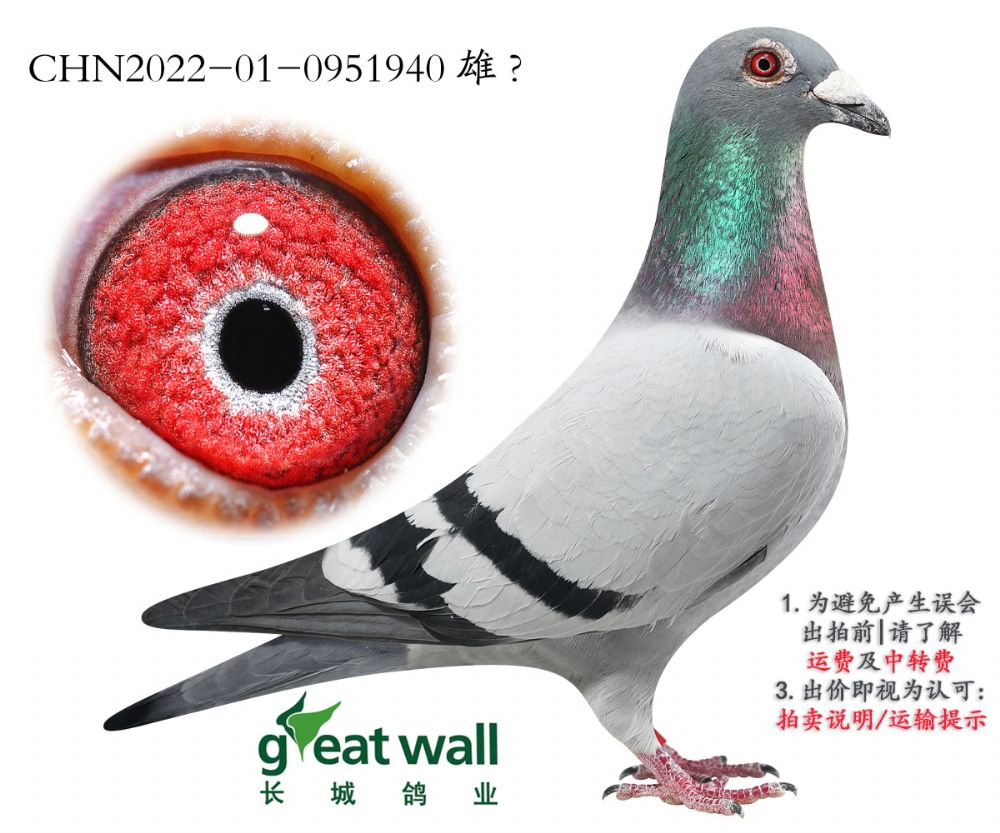 信鸽在线拍卖平台 - 中国信鸽信息网