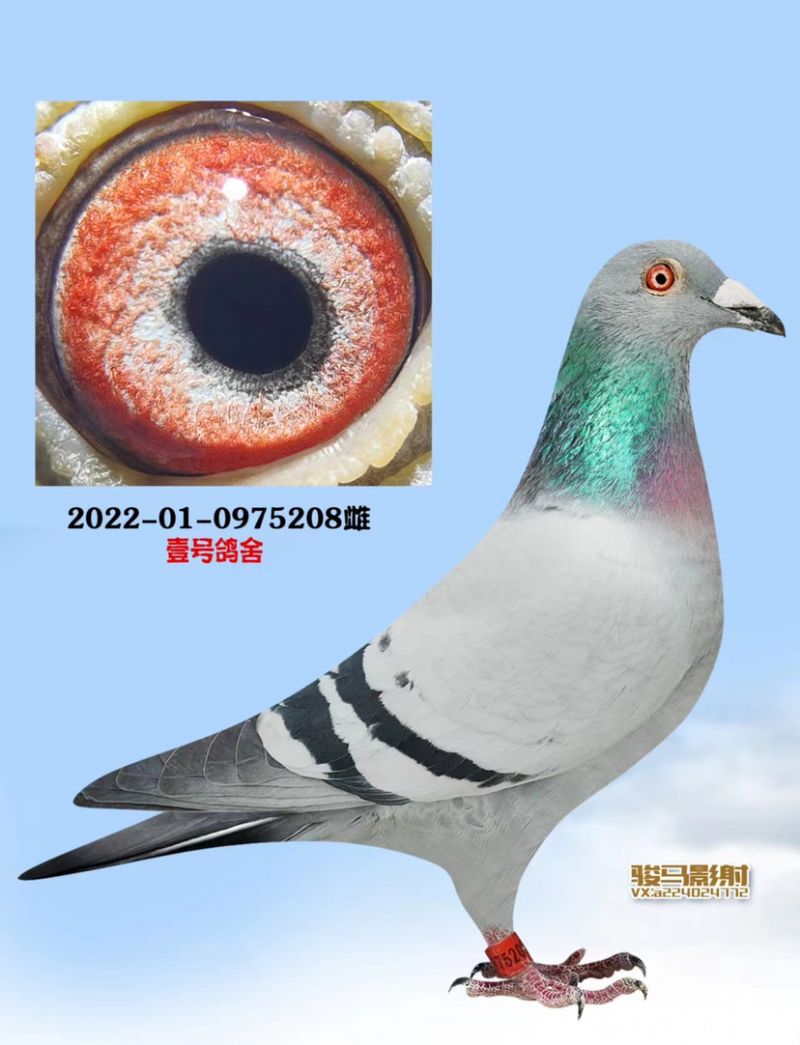 信鸽在线拍卖平台 - 中国信鸽信息网