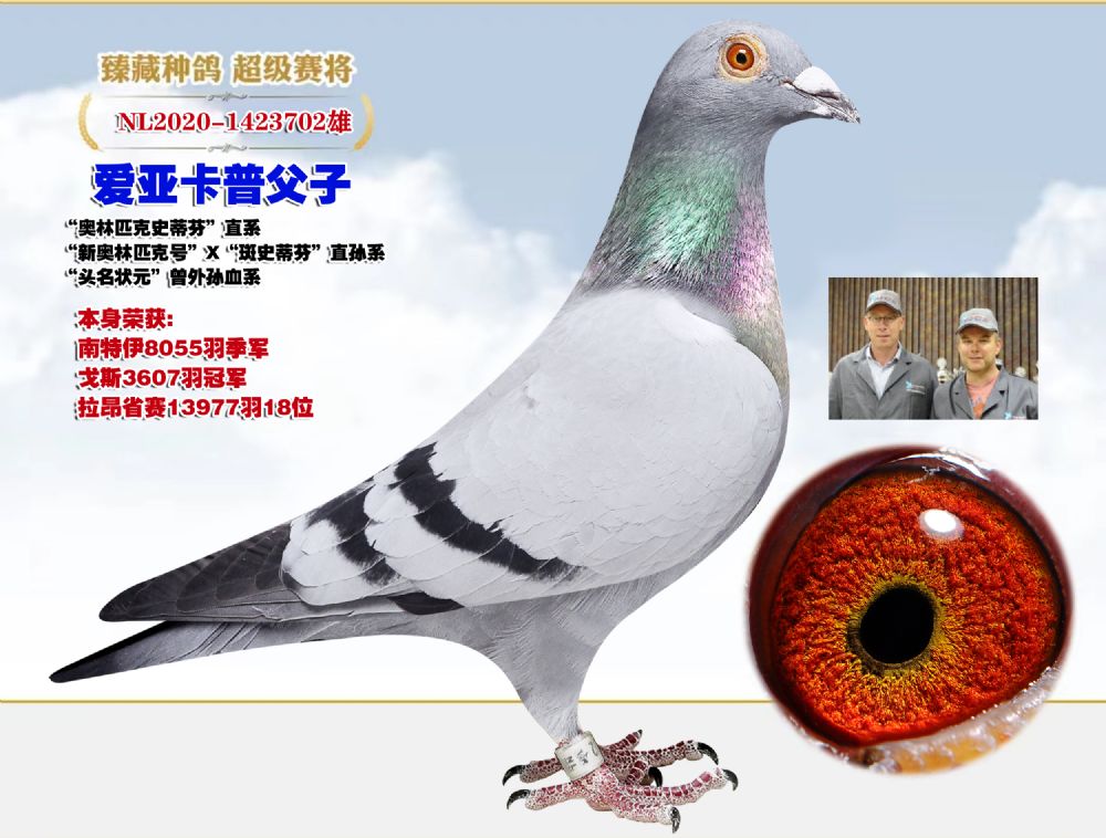 信鸽在线拍卖平台 - 中国信鸽信息网