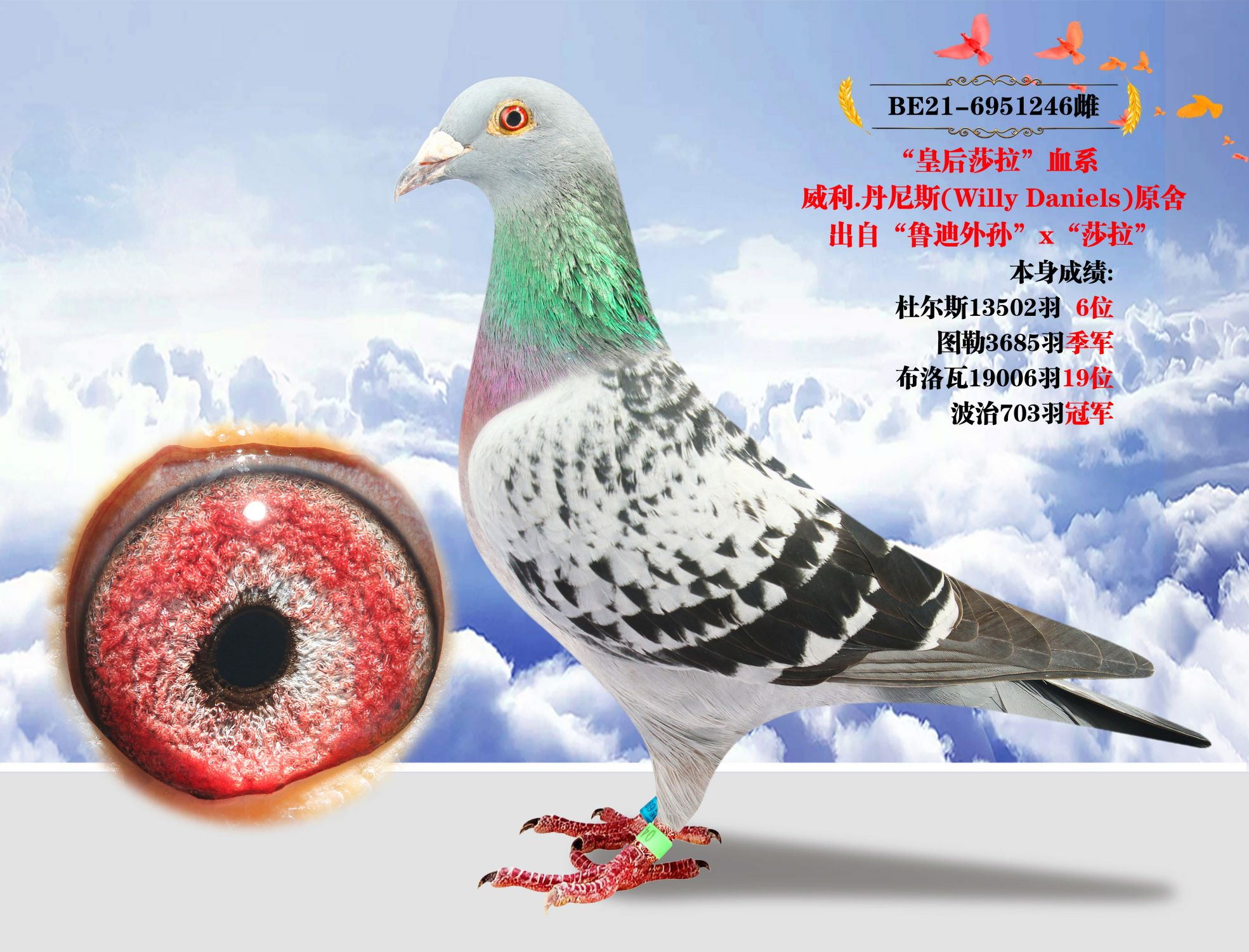 信鸽在线拍卖平台 - 中国信鸽信息网