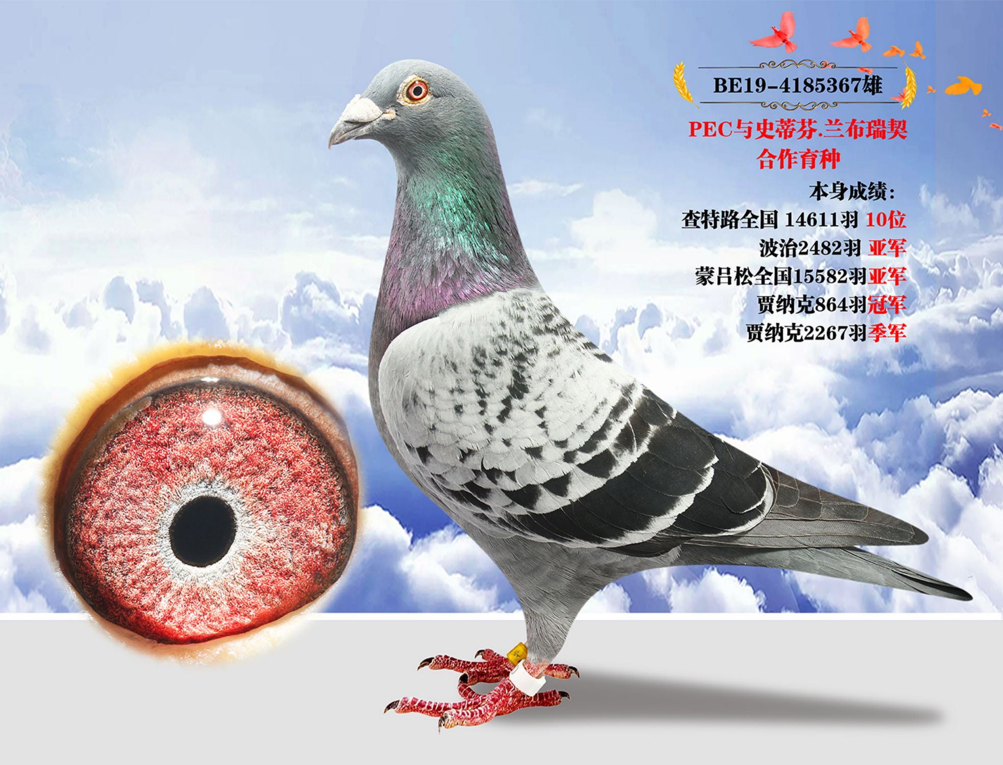 信鸽在线拍卖平台 - 中国信鸽信息网