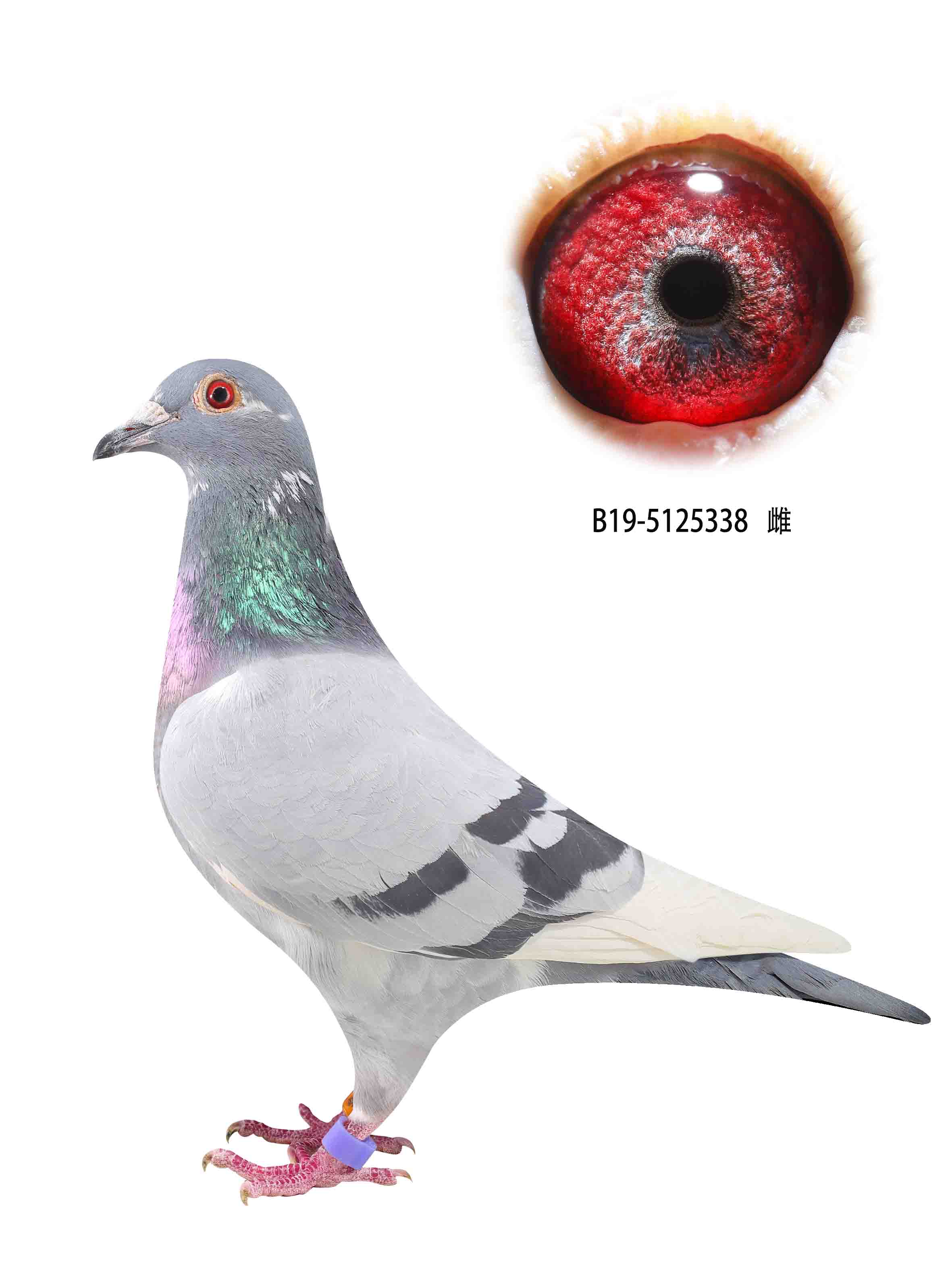 信鸽在线拍卖平台 - 中国信鸽信息网