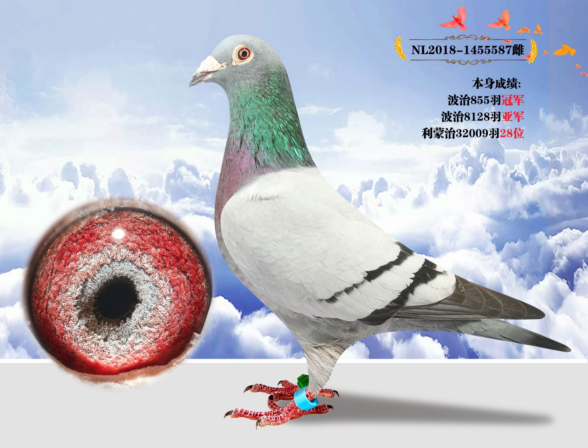 信鸽在线拍卖平台 - 中国信鸽信息网