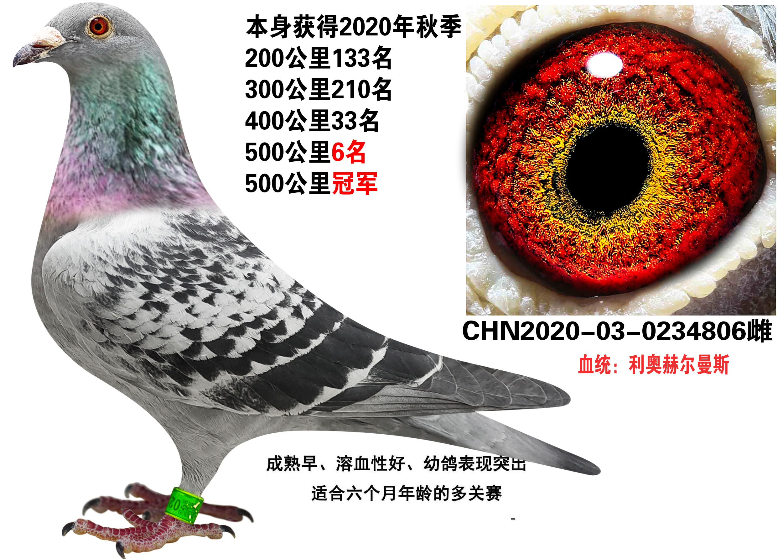 信鸽在线拍卖平台 - 中国信鸽信息网