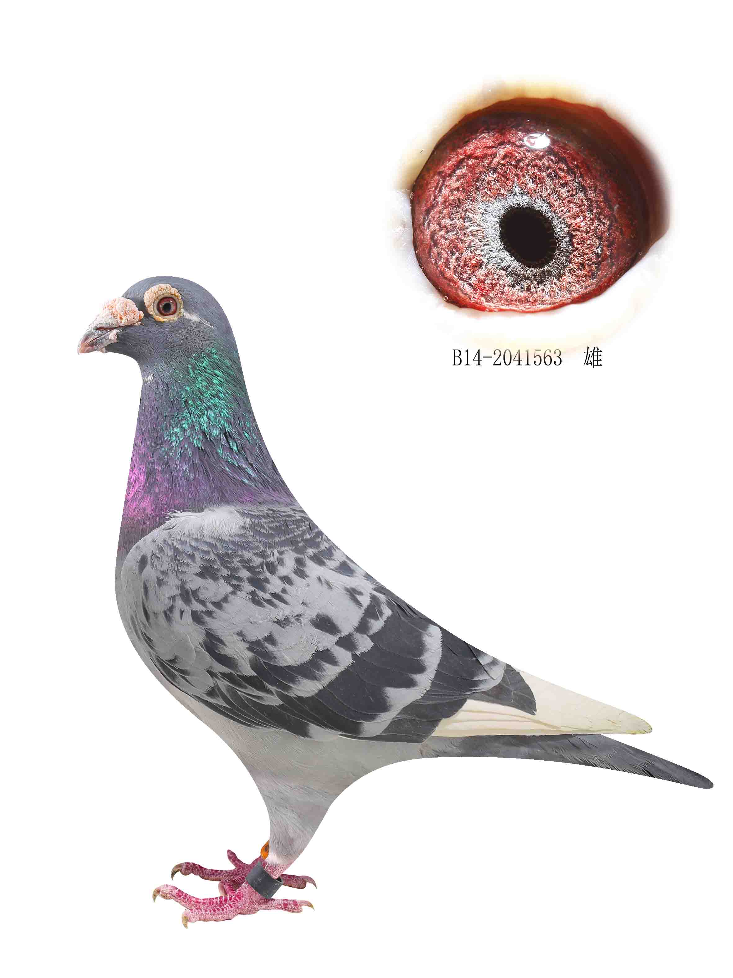 信鸽在线拍卖平台 - 中国信鸽信息网