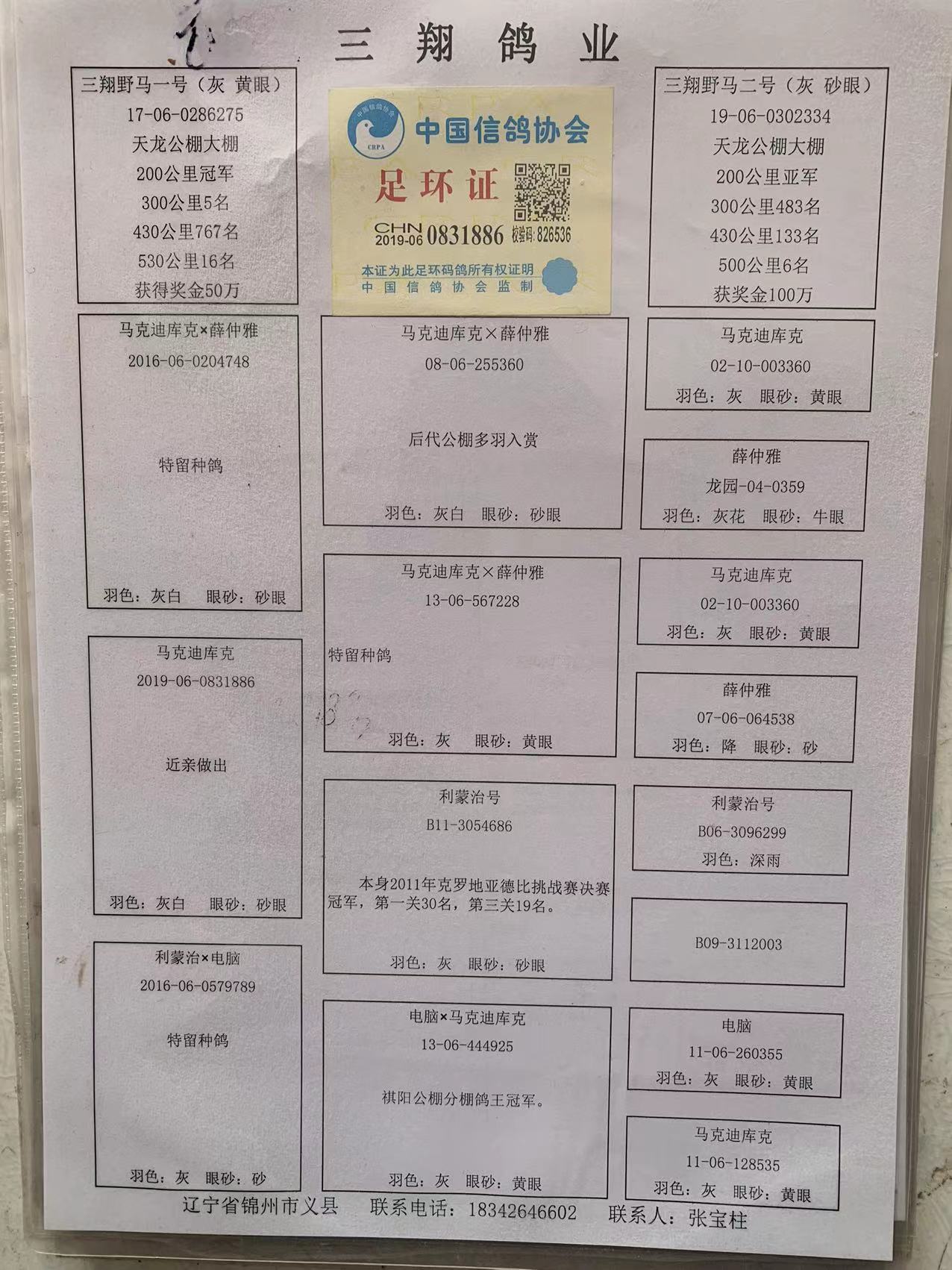 信鸽在线拍卖平台 - 中国信鸽信息网