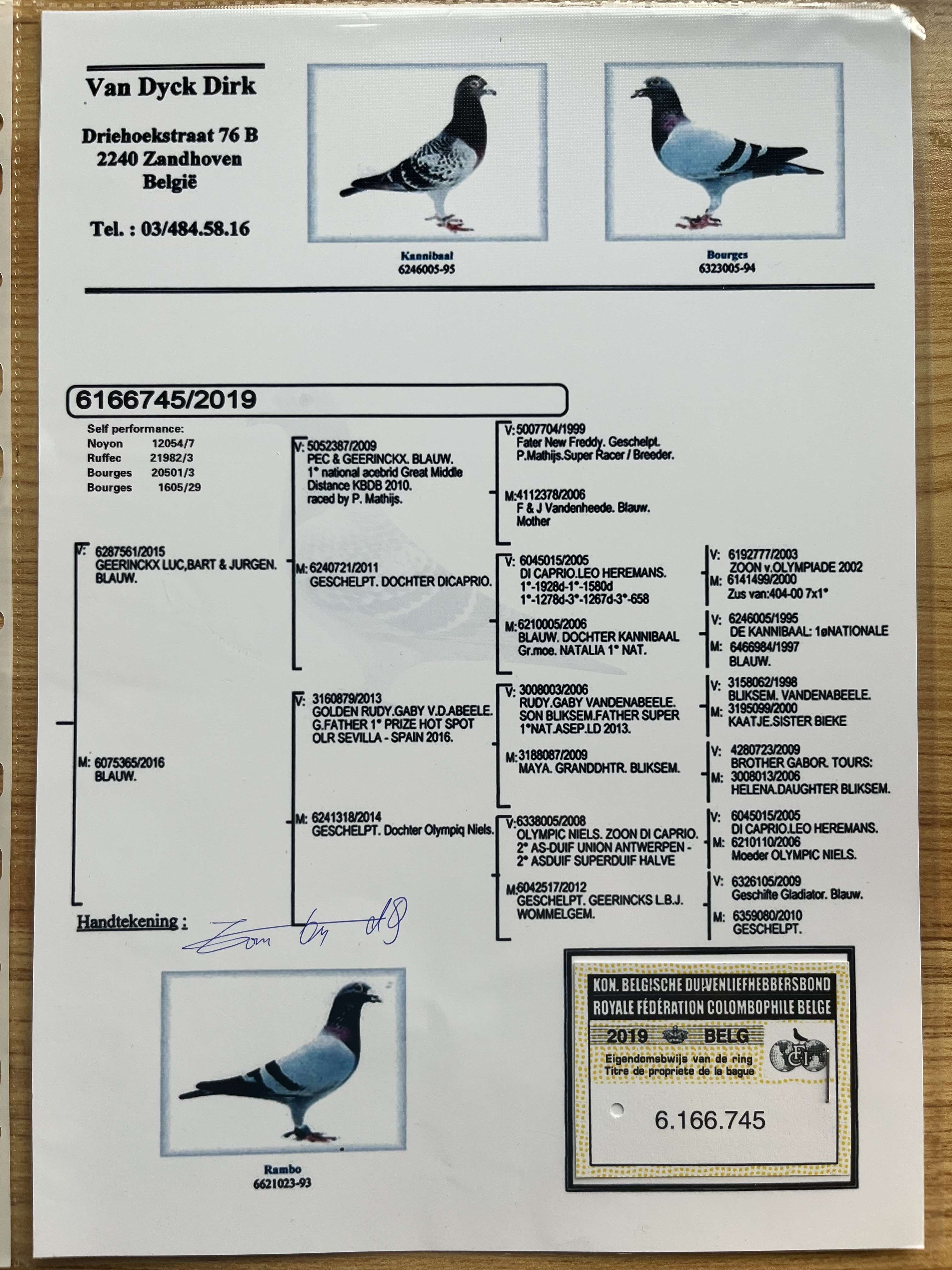 信鸽在线拍卖平台 - 中国信鸽信息网