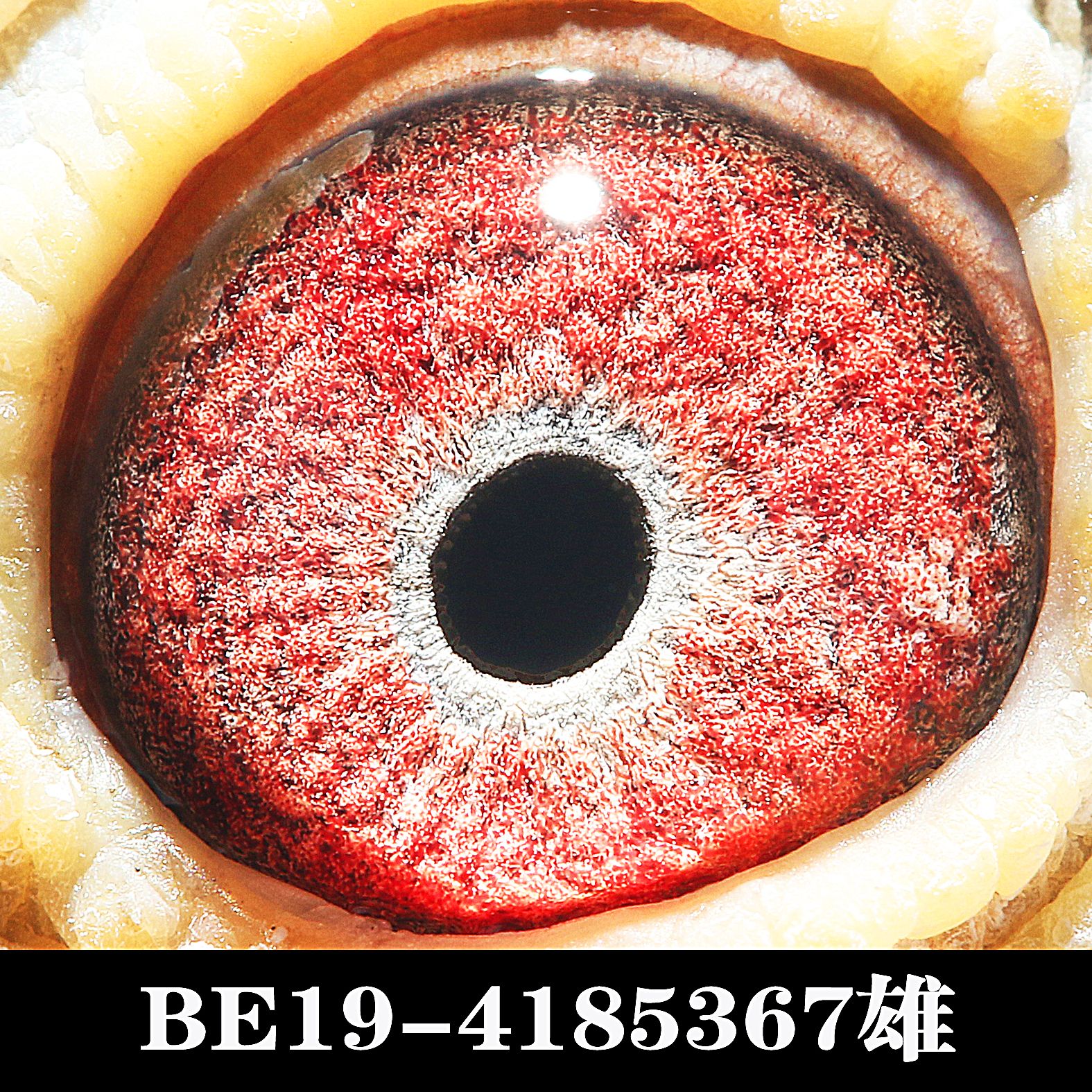 信鸽在线拍卖平台 - 中国信鸽信息网