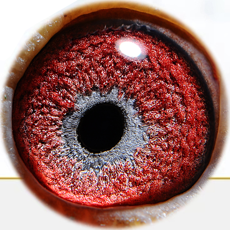 信鸽在线拍卖平台 - 中国信鸽信息网