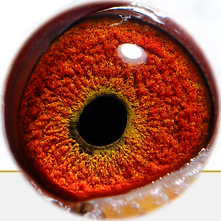 信鸽在线拍卖平台 - 中国信鸽信息网