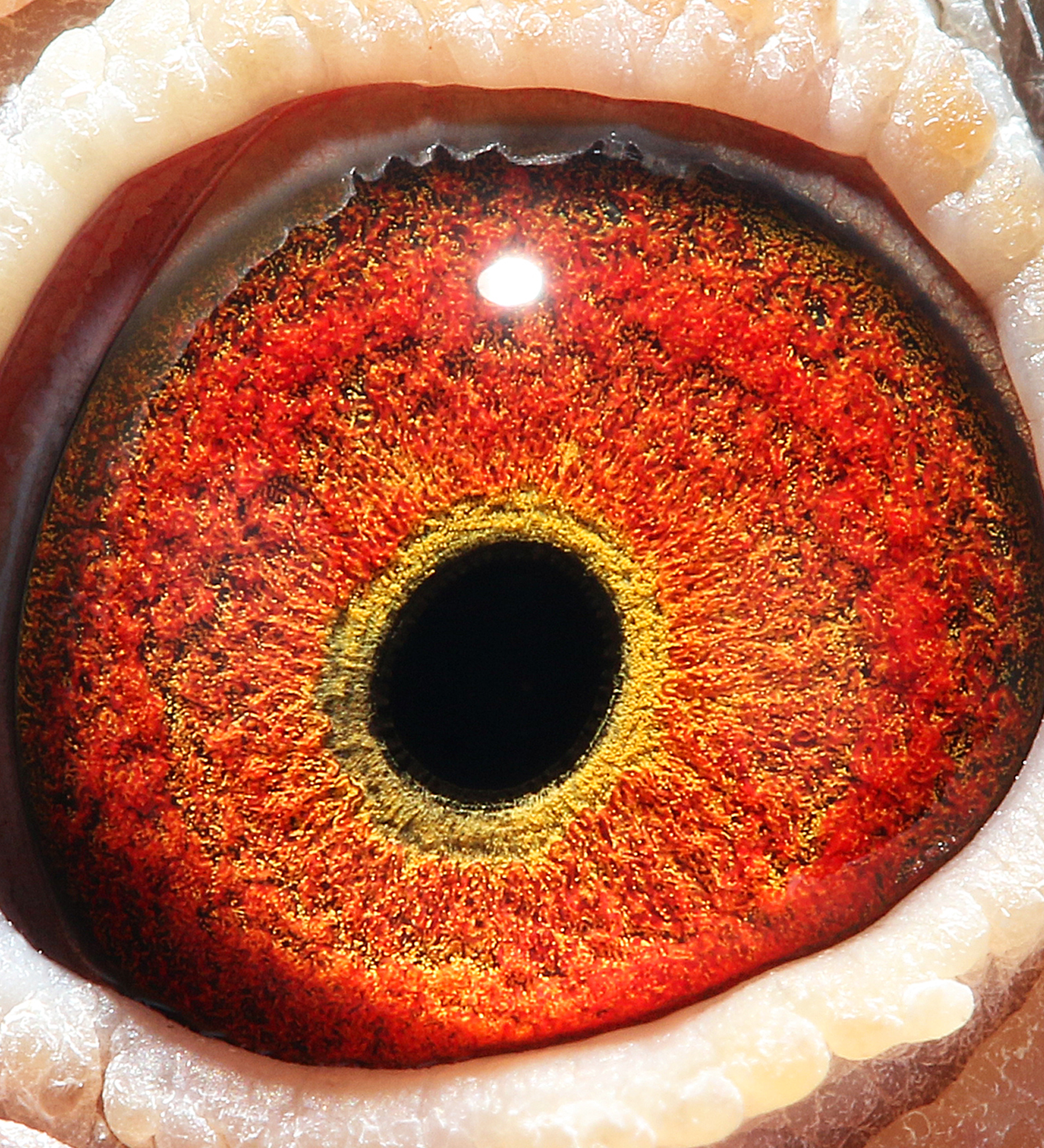 信鸽在线拍卖平台 - 中国信鸽信息网