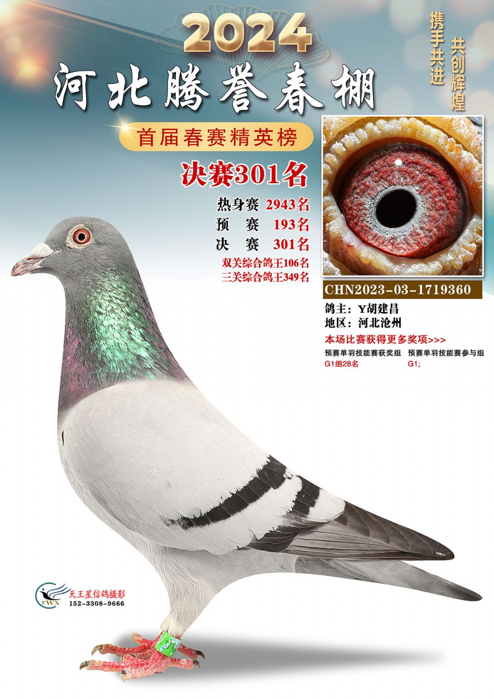 信鸽在线拍卖平台 - 中国信鸽信息网