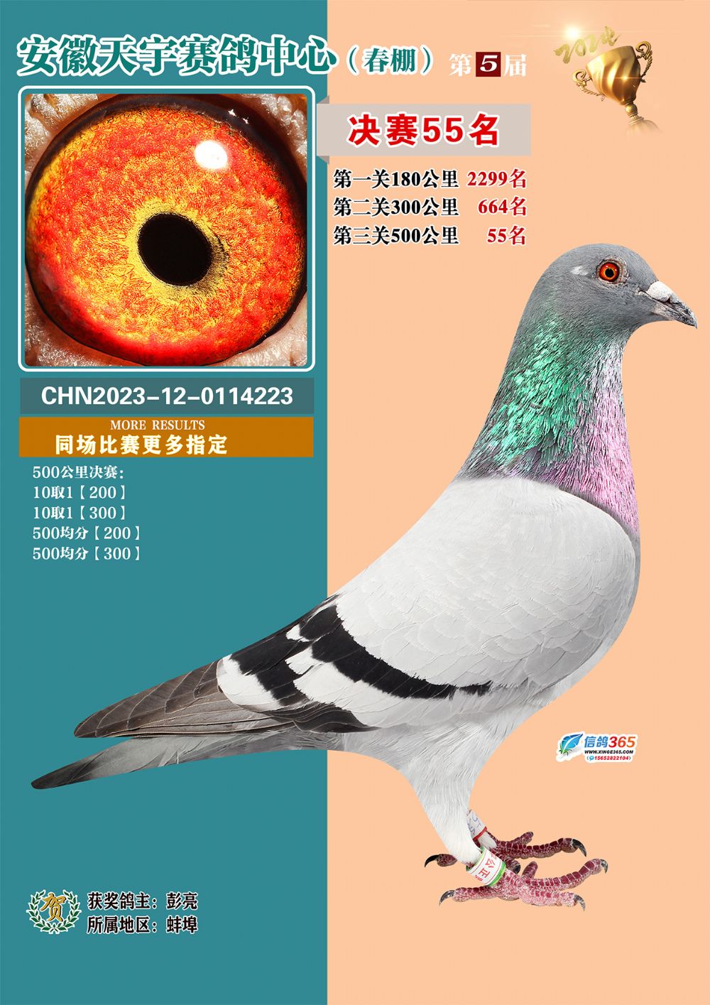 信鸽在线拍卖平台 - 中国信鸽信息网