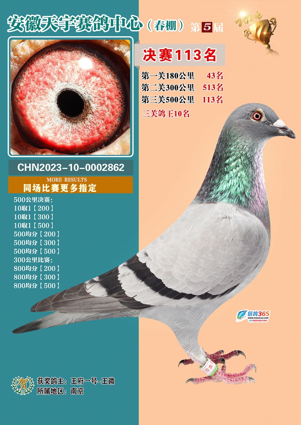信鸽在线拍卖平台 - 中国信鸽信息网
