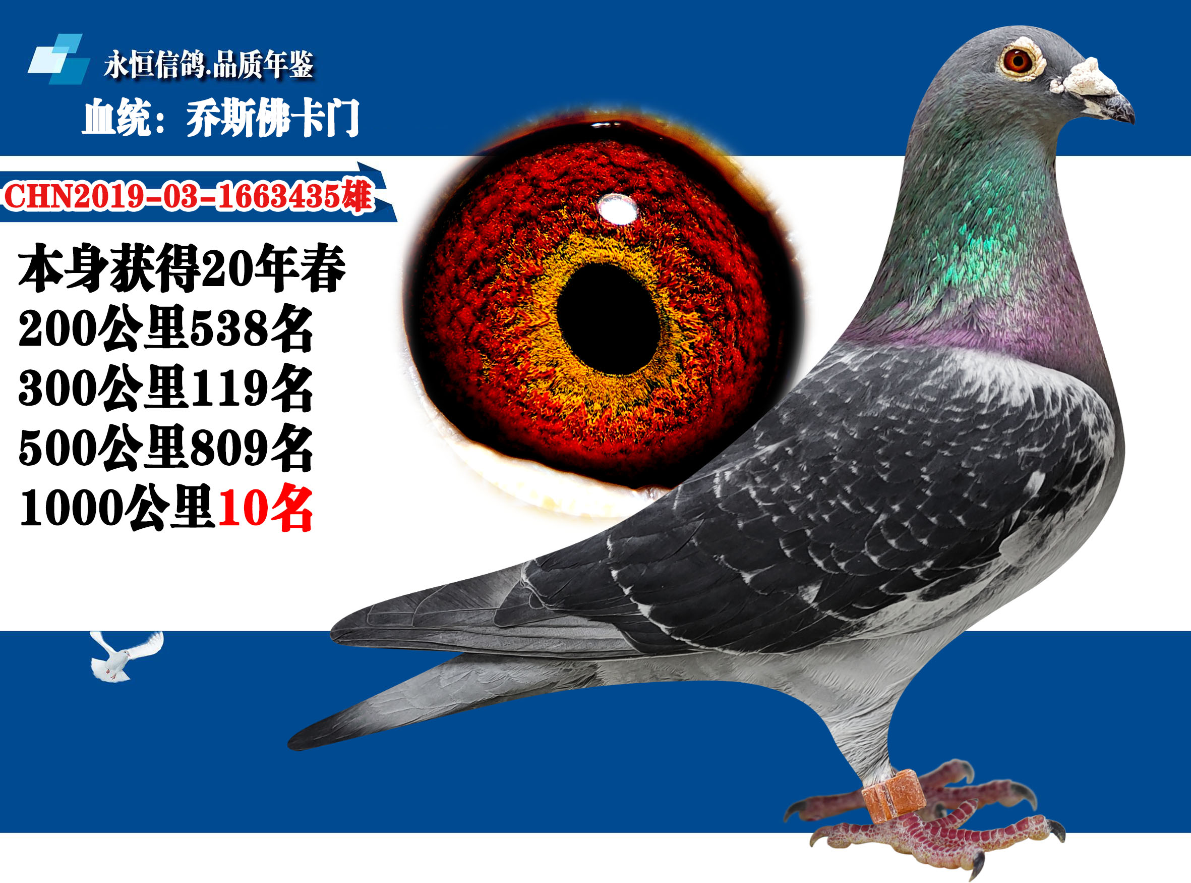 信鸽在线拍卖平台 - 中国信鸽信息网