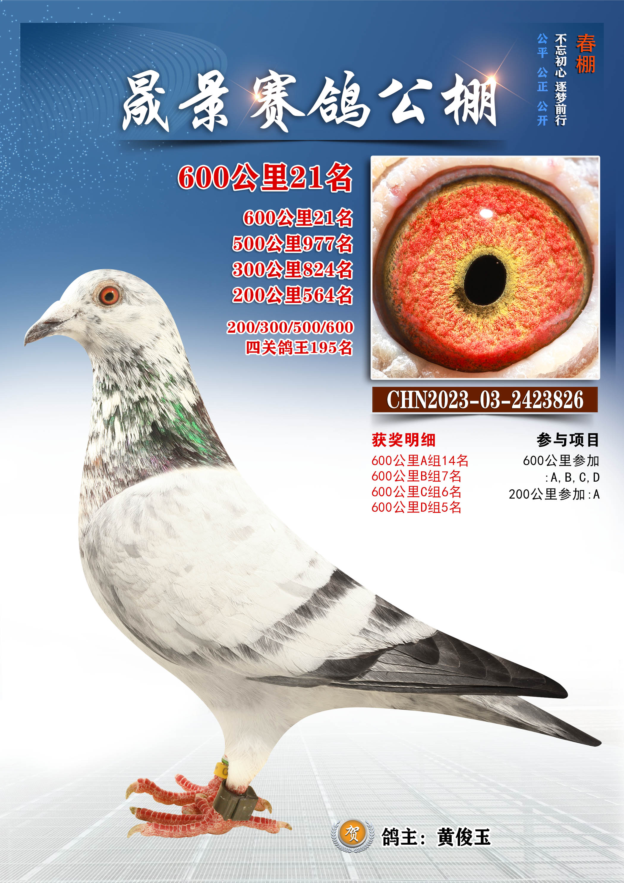 信鸽在线拍卖平台 - 中国信鸽信息网