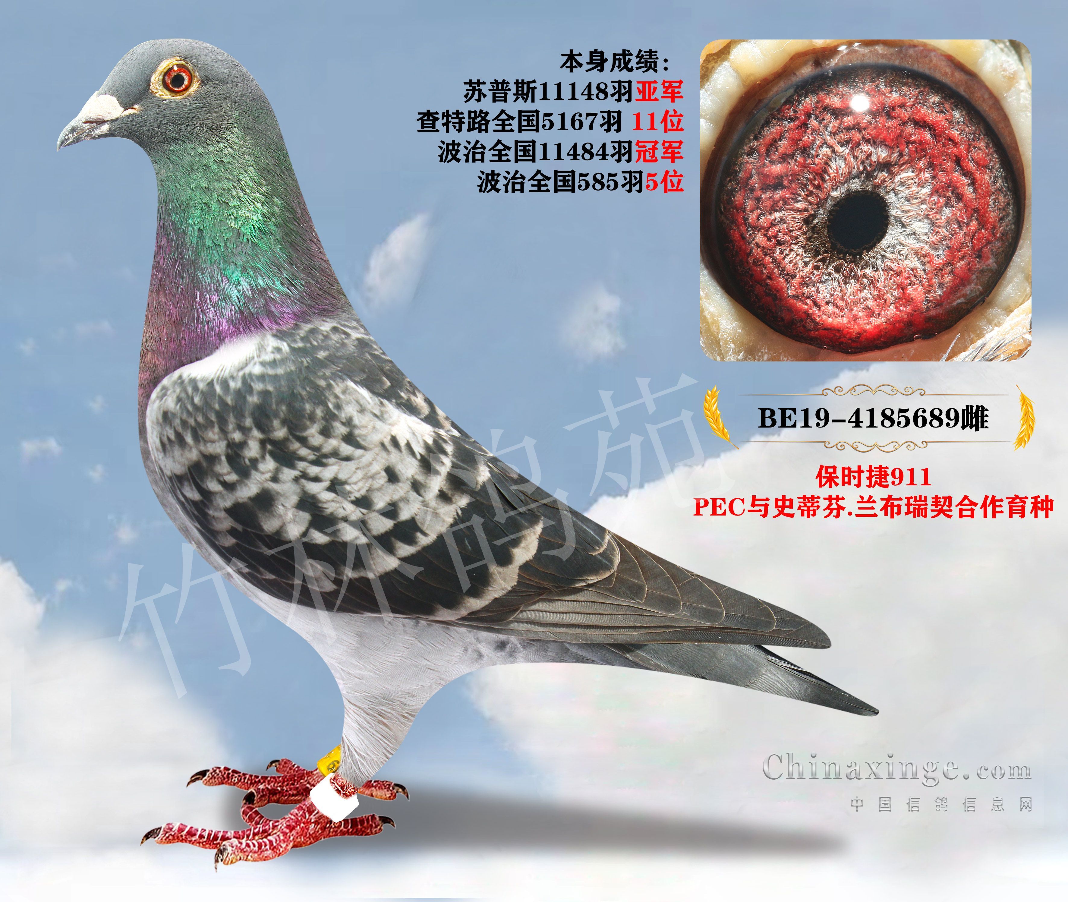 信鸽在线拍卖平台 - 中国信鸽信息网