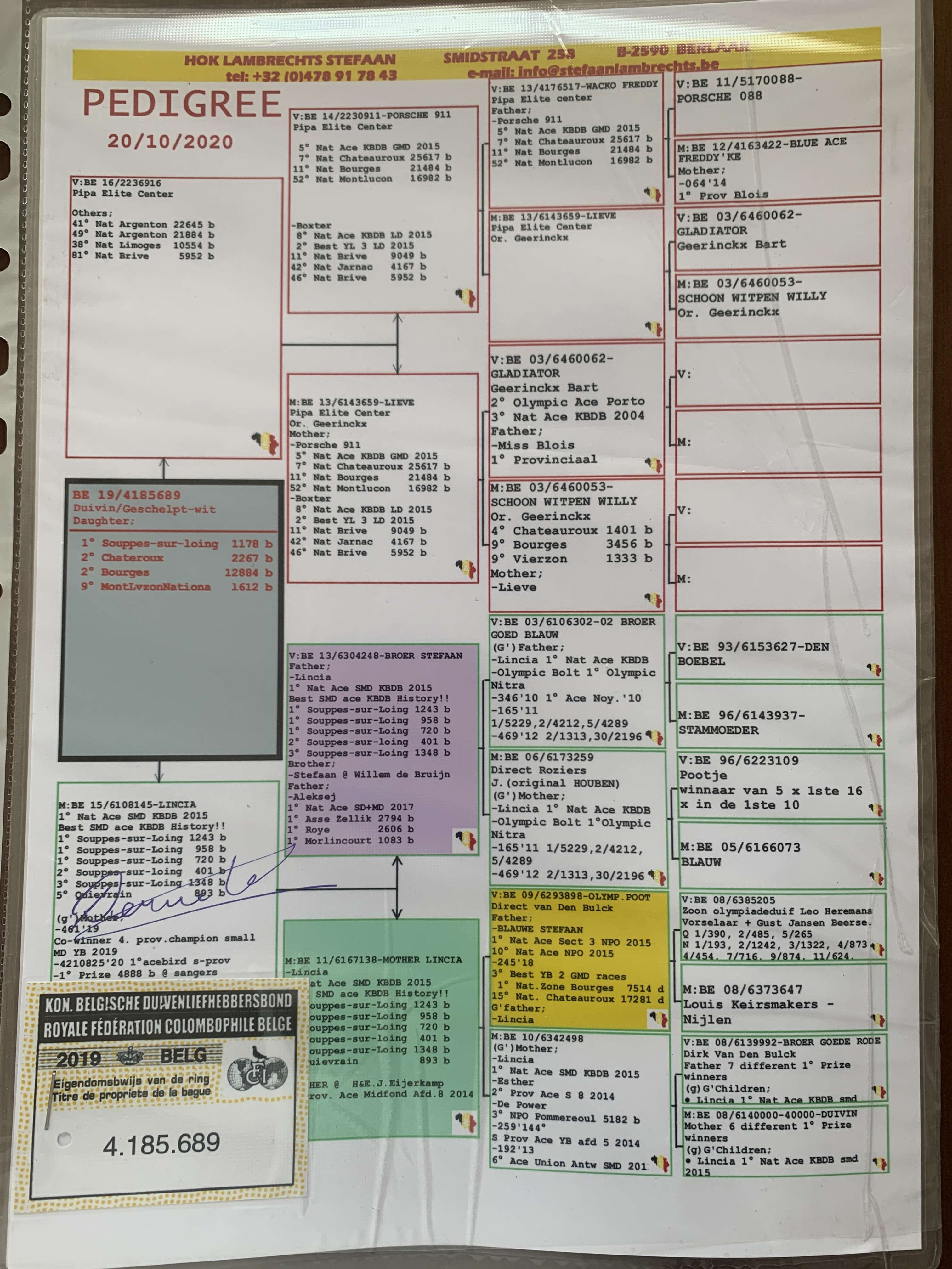 信鸽在线拍卖平台 - 中国信鸽信息网