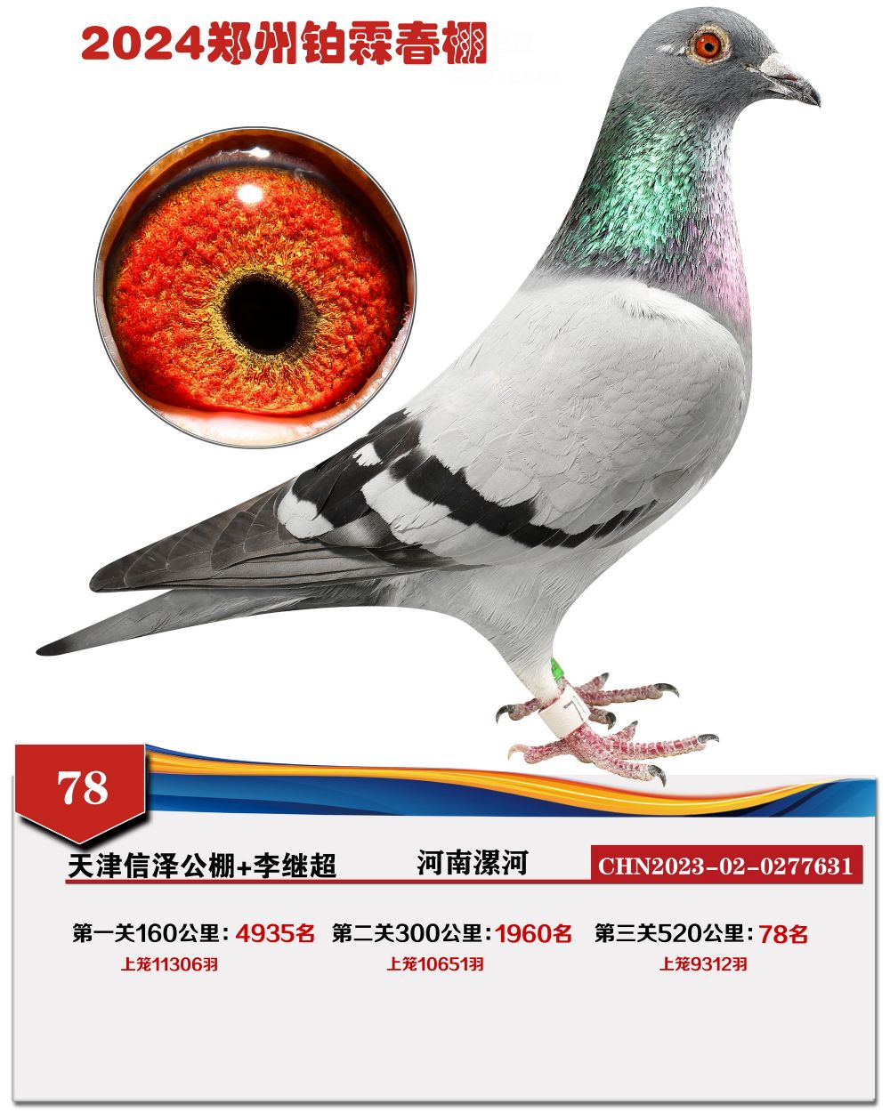 信鸽在线拍卖平台 - 中国信鸽信息网