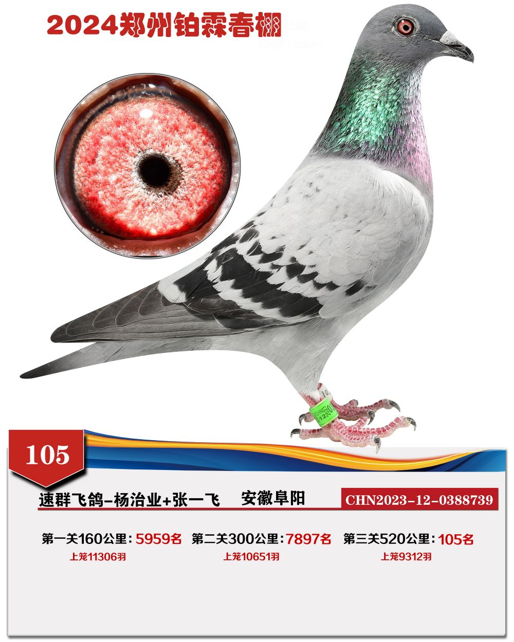 信鸽在线拍卖平台 - 中国信鸽信息网