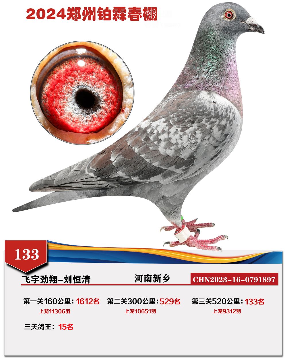 信鸽在线拍卖平台 - 中国信鸽信息网